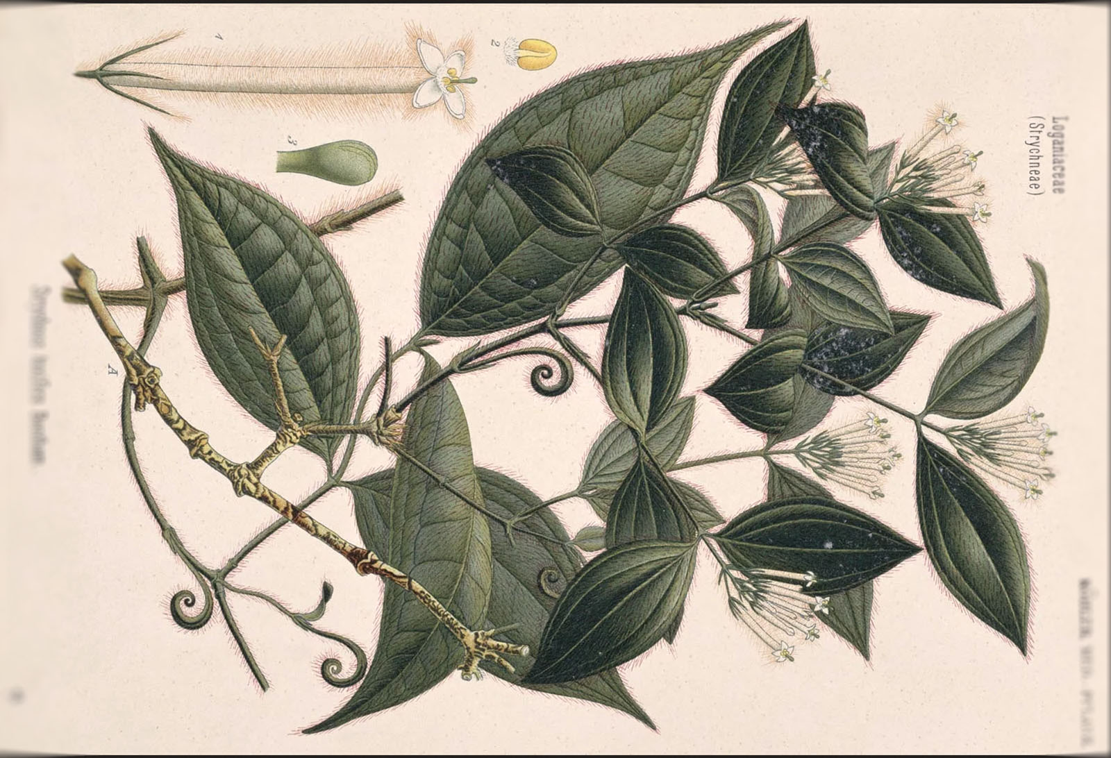 The Psychological Meaning of Curare | Creative Homeopathy®