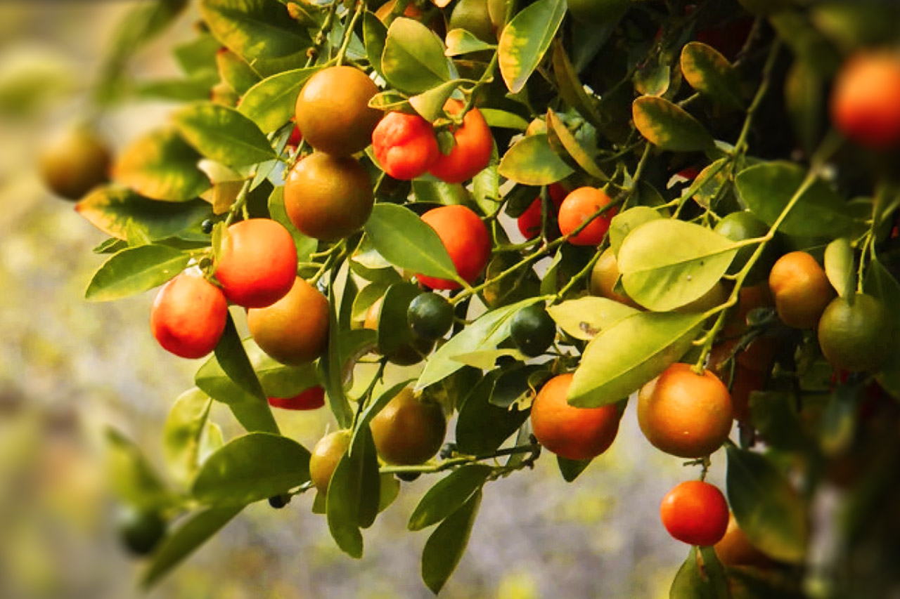 The psychological meaning of Ignatia amara | Creative Homeopathy®