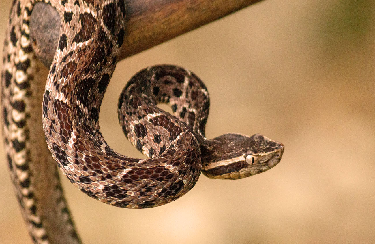 The psychological meaning of Lachesis muta | Creative Homeopathy®